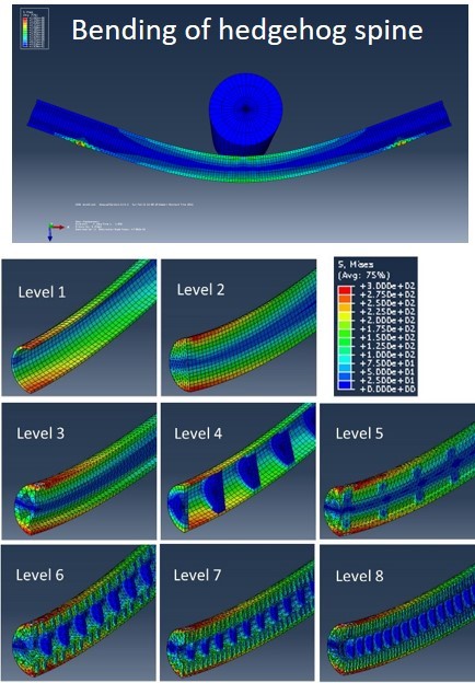 Biomimetic Structures for Impact Protection – The University of Akron ...
