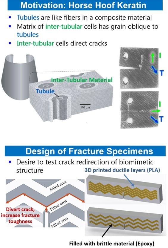 Biomimetic Structures for Impact Protection – The University of Akron ...