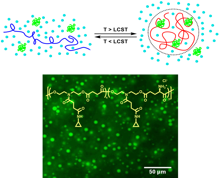 Design of polyester scaffolds for encapsulation and release of ...