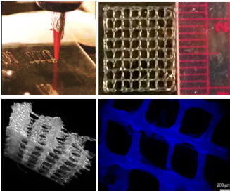 Design of polyester scaffolds for encapsulation and release of ...